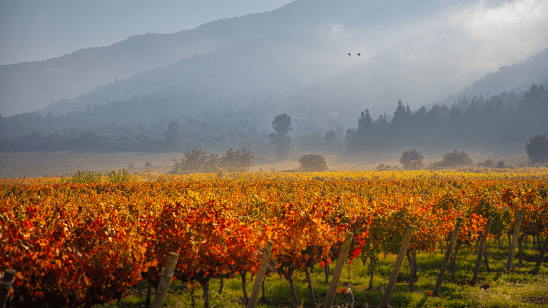 Cachapoal Valley - Marques de Casa Concha